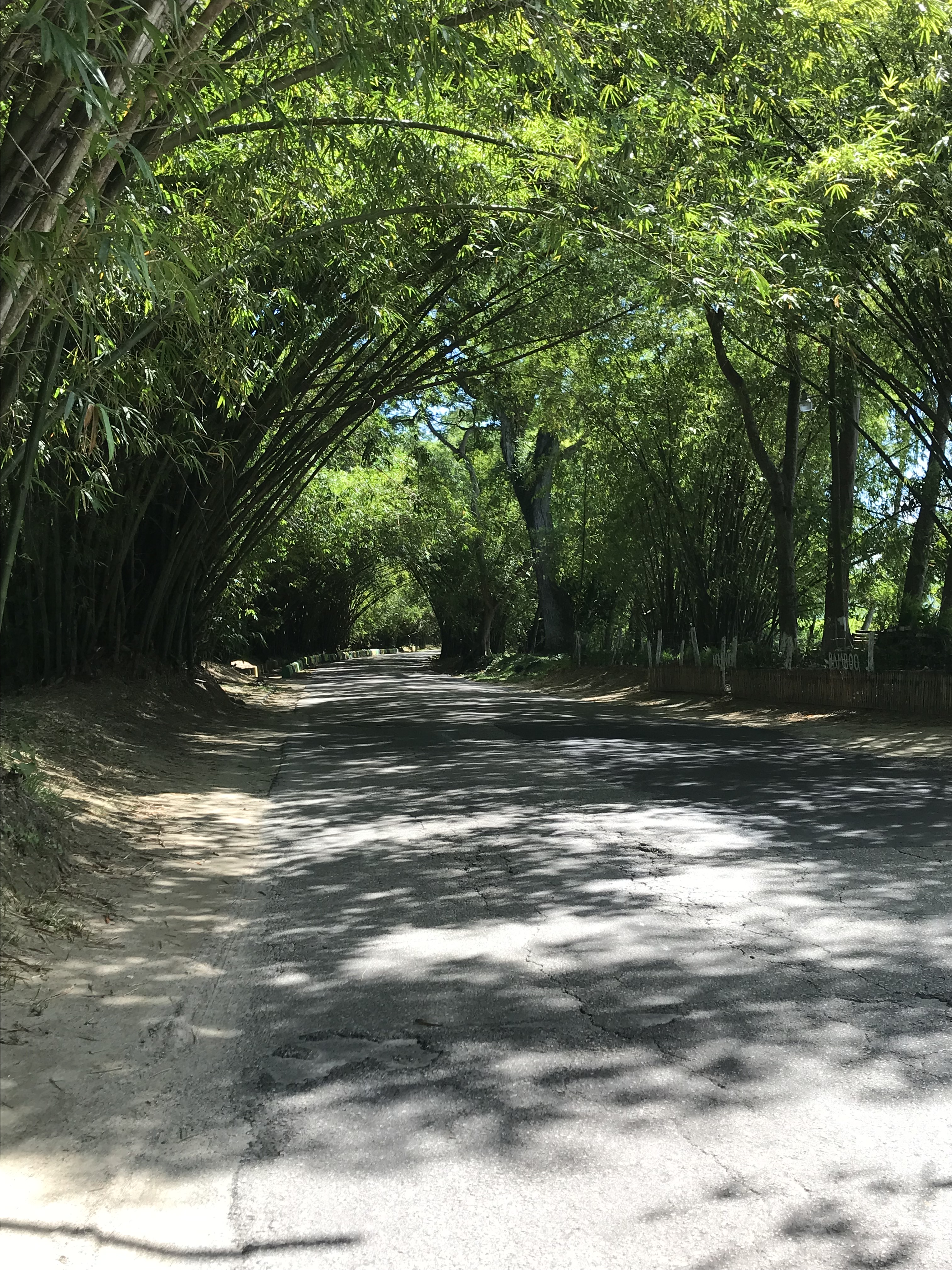 Voice Of The Navigator: Final Project Sosania T – Sylvia Wynter's Dream